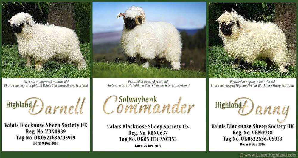 Breeding Up With Imported Valais Blacknose Semen